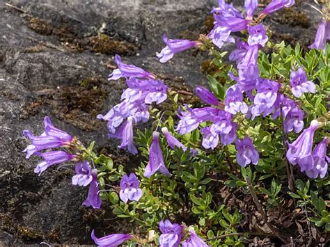 Penstemon Rydbergii Botanikfoto Picture Library Plant And Garden