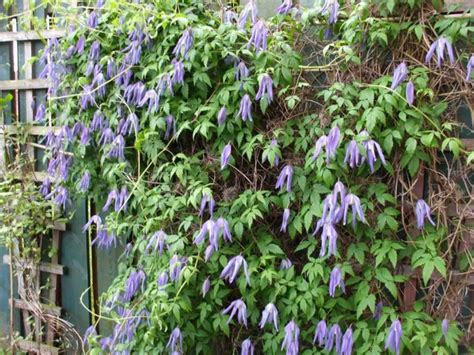 Clematis Alpina Alpine Clematis World Of Flowering Plants