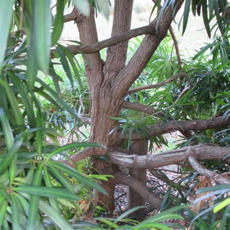 Podocarpus Macrophyllus Var Maki In Bute Park