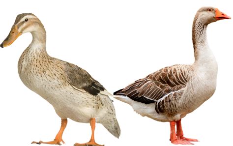 Duck Vs Goose Breaking Down Differences In Size Diet And Sounds