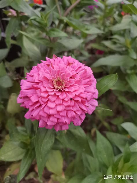 【七绝·步步高】（平水韵） 知乎