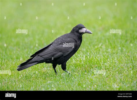 Rook Corvus Frugilegus Foraging In Grassland Garden Lawn Stock