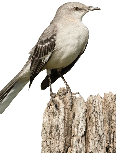 Florida State Bird Controversy