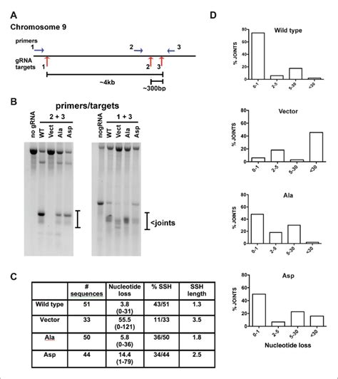 Phospho Mimicking Xrcc4 And Xlf Alters Repair Of Chromosomal Dna Dsbs Download Scientific