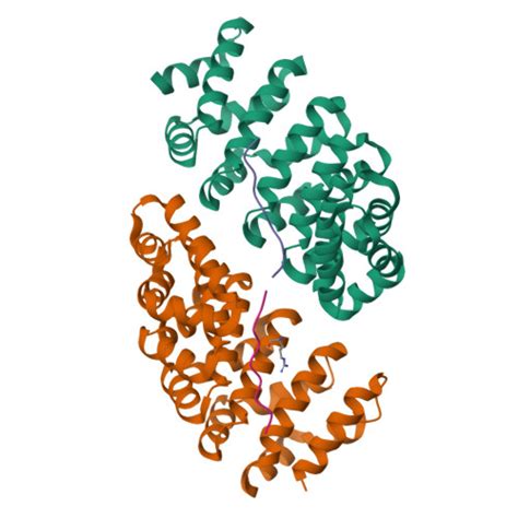 Rcsb Pdb 4d49 Crystal Structure Of Computationally Designed Armadillo Repeat Proteins For