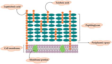 Gram Positive Bacteria Structure