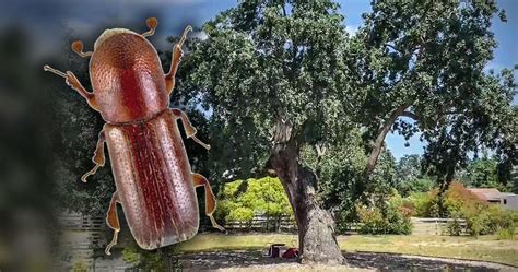 Eliminating Infected North Bay Oak Trees May Spread Invasive Beetle