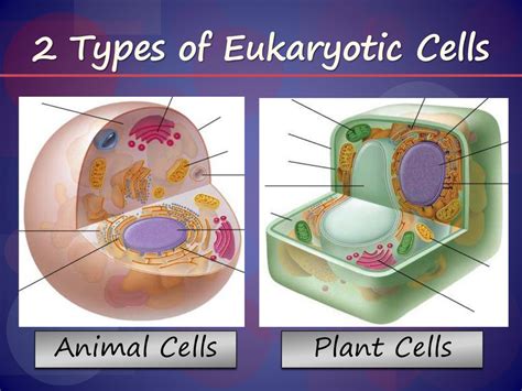 The Cell Theory Ppt Download