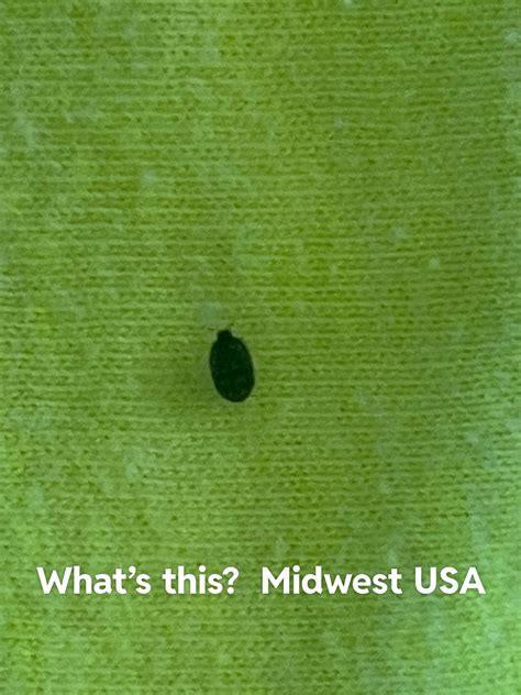 What Is This R Exterminators