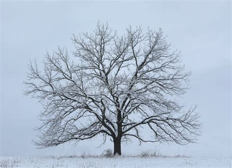 A Solitary Oak Tree Quercus Spp Stands Bare And Snow Dusted In An Open Winter Field Stock