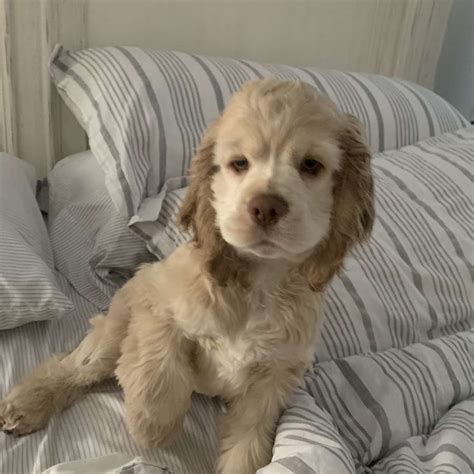 The Jumping Spaniel Youtube