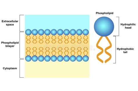 Structure Phospholipidique Lipides Leçon Macromolécules Khan