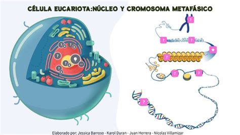 Célula Eucariota Núcleo Y Cromosoma Metafásico Genially