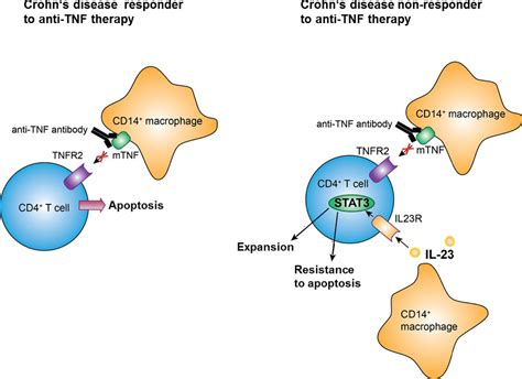 Expansion Of Il 23 Receptor Bearing Tnfr2 T Cells Is Associated With