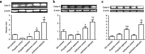 Western Blot Tests For Cytochrome C Release Into A The Cytosol B