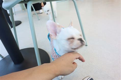 중형견 종류 프렌치불독 성격 및 불독 털빠짐 특징 네이버 블로그