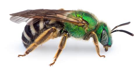 Agapostemon Bee Pollinators Of Oregon