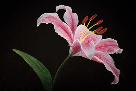Stargazer Lily On Behance