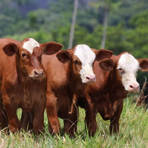 Genètica De Simmental Simbrah Croper