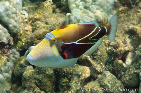 Blog Mauis Best Snorkeling