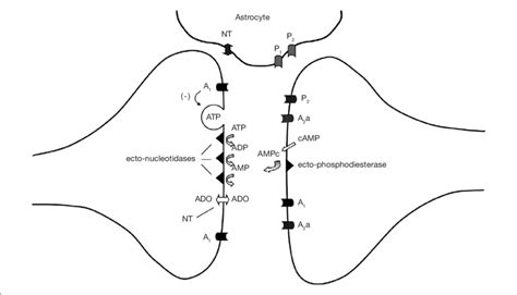 Schematic Model Of A Purinergic Synapse Nt Nucleoside Transporter