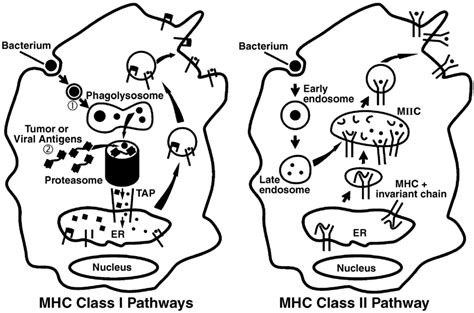 Dc Antigen Processing The Major Mhc Class I Pathways Are Depicted On Download Scientific