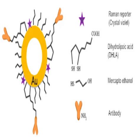 Nanohollows Cd Bioparticles At Rs 1000 Ml Hoodi Bengaluru Id