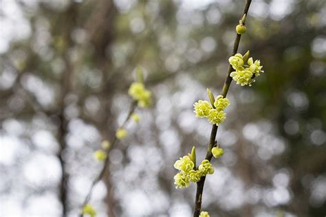 Natural Scenery Of Trees Sprouting In Spring Background Spring Plant Green Background Image
