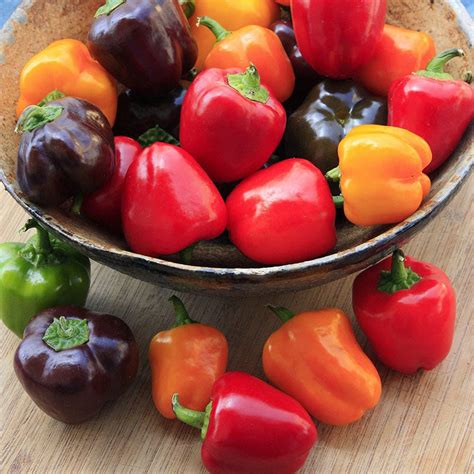 Sweet Pepper Seeds Mini Bell Blend Vegetable Seeds In Packets