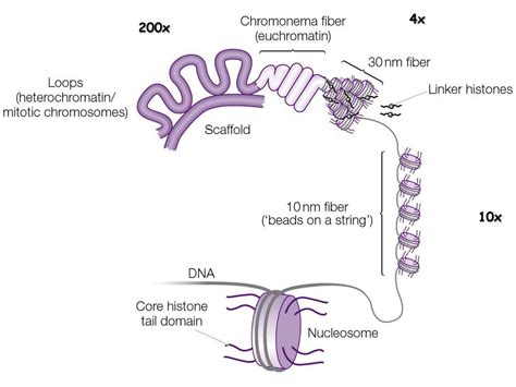 Ppt Three Dimensional Structure Of Dna Powerpoint Presentation Free