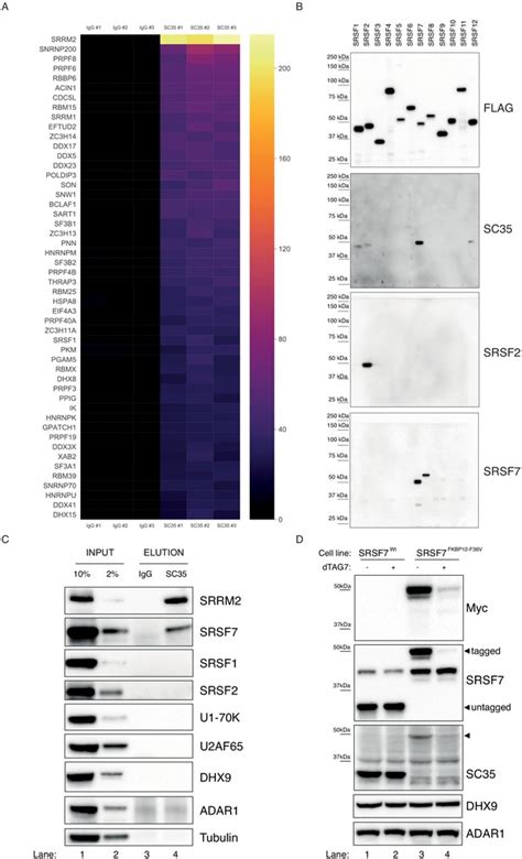 Figures And Data In Son And Srrm2 Are Essential For Nuclear Speckle