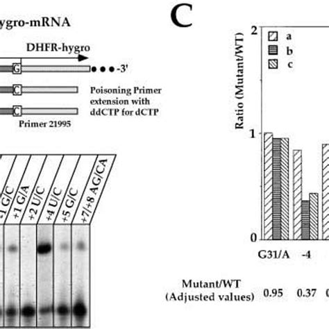 Primer Extension Analyses To Determine The Utilization Of The Mutant Sl