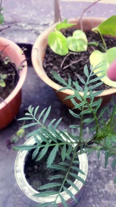 गेंदा के पौधे को घना कैसे बनाए Marigold Garding Gardenglory