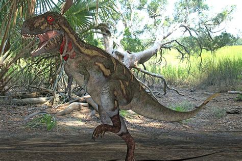 Tiny T Rex Fossils Arent A New Species They Are Just Teenagers New Scientist