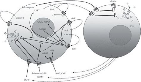 Schematic Representation Of Paracrine Systems Acting Between Download Scientific Diagram