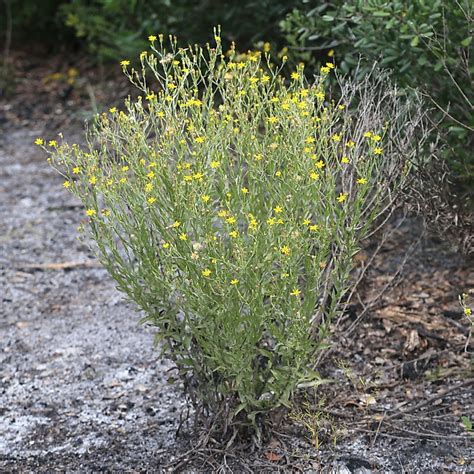 Silk Grass Sandhills Native Nursery