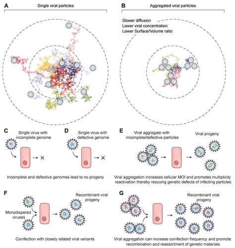 Schematic Showing How Viral Aggregation Affects Their Ability To Infect