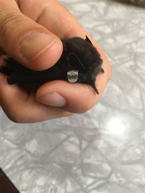 Uncovering Raglans Bats — Karioi Project