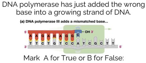 Biol 241 Lectures 25 And 26 Mutation Classification Flashcards Quizlet