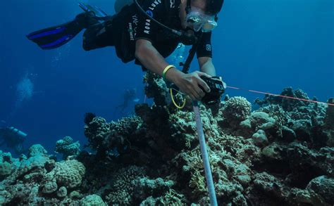 Design Micronesia Reef Monitoring