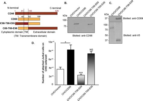 A Schematic Representation Of Variant Cd98 Constructs Used In This