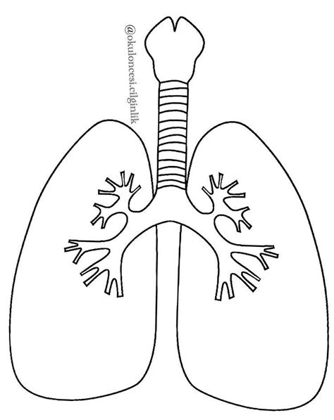 How To Draw Lungs Really Easy Drawing Tutorial Artofit
