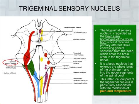 Ppt Medulla Oblongata Powerpoint Presentation Free Download Id9366972