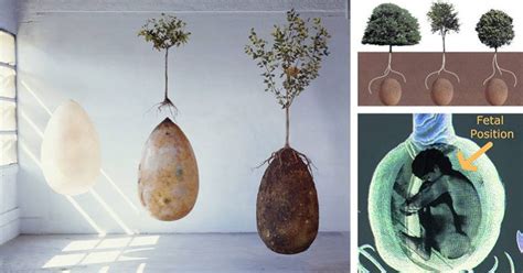 This Bio Degradable Burial Pod Can Change The Human Body Into A Tree Artofit
