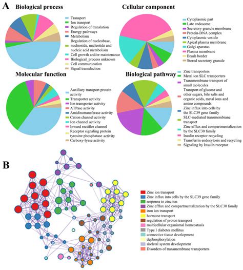 The Correlation And Role Analysis Of Slc30a1 And Slc30a10 In Cervical Carcinoma Pmc