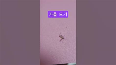 가을모기 Youtube