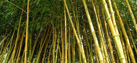 Info Baru 23 Bambu Apus