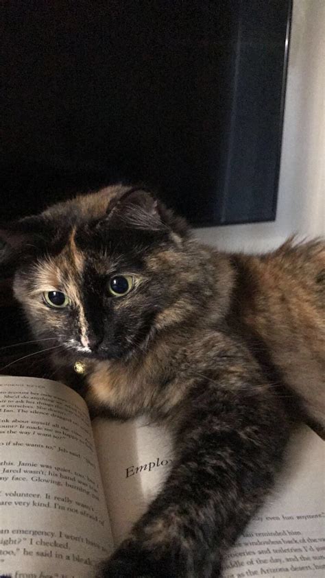 Princess Kitty Rdisneyeyes