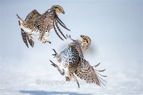 Sharp Tailed Grouse Flying