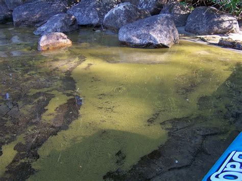 Cyanobacteria — Lspa